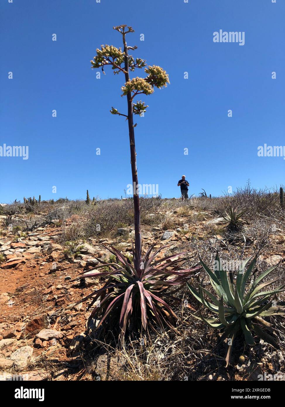 (Agave aurea capensis) Plantae Stock Photo - Alamy