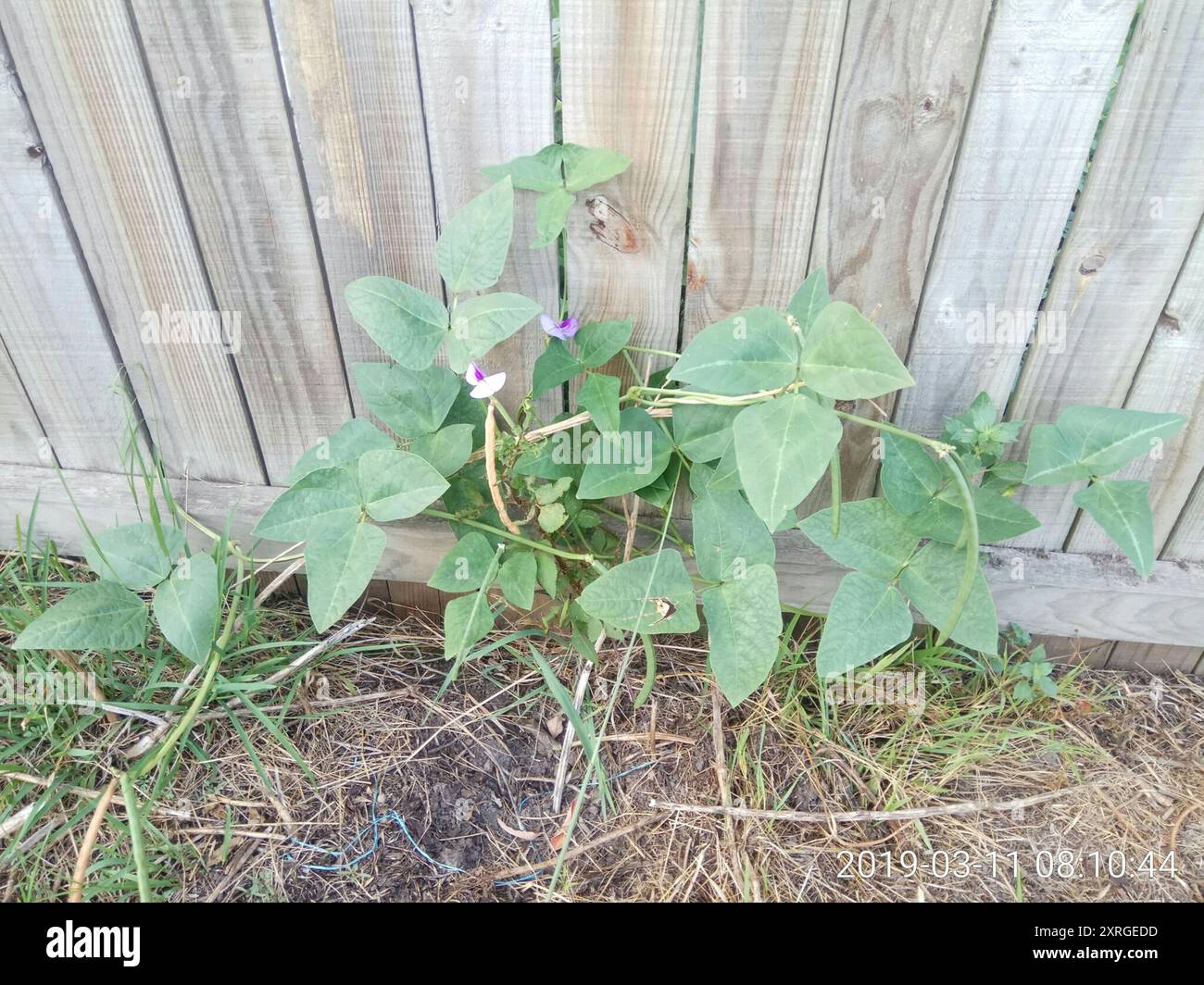 (Vigna unguiculata catjang) Plantae Stock Photo - Alamy