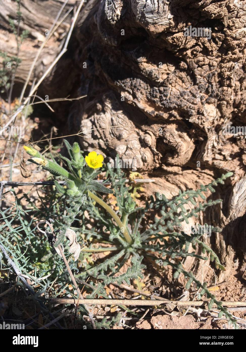 Whitestem Blazingstar (Mentzelia albicaulis) Plantae Stock Photo - Alamy