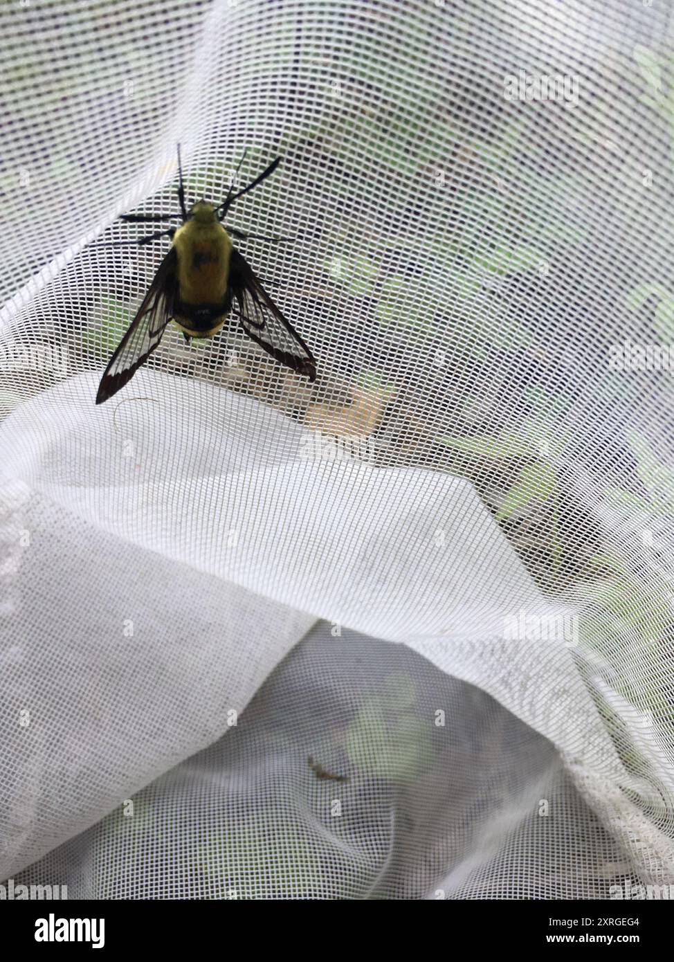 Snowberry Clearwing (Hemaris diffinis) Insecta Stock Photo - Alamy