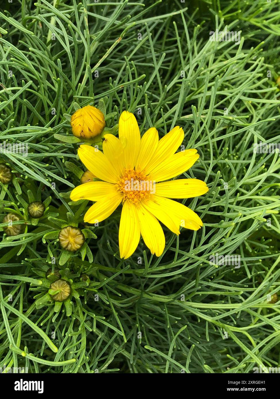 giant coreopsis (Leptosyne gigantea) Plantae Stock Photo - Alamy