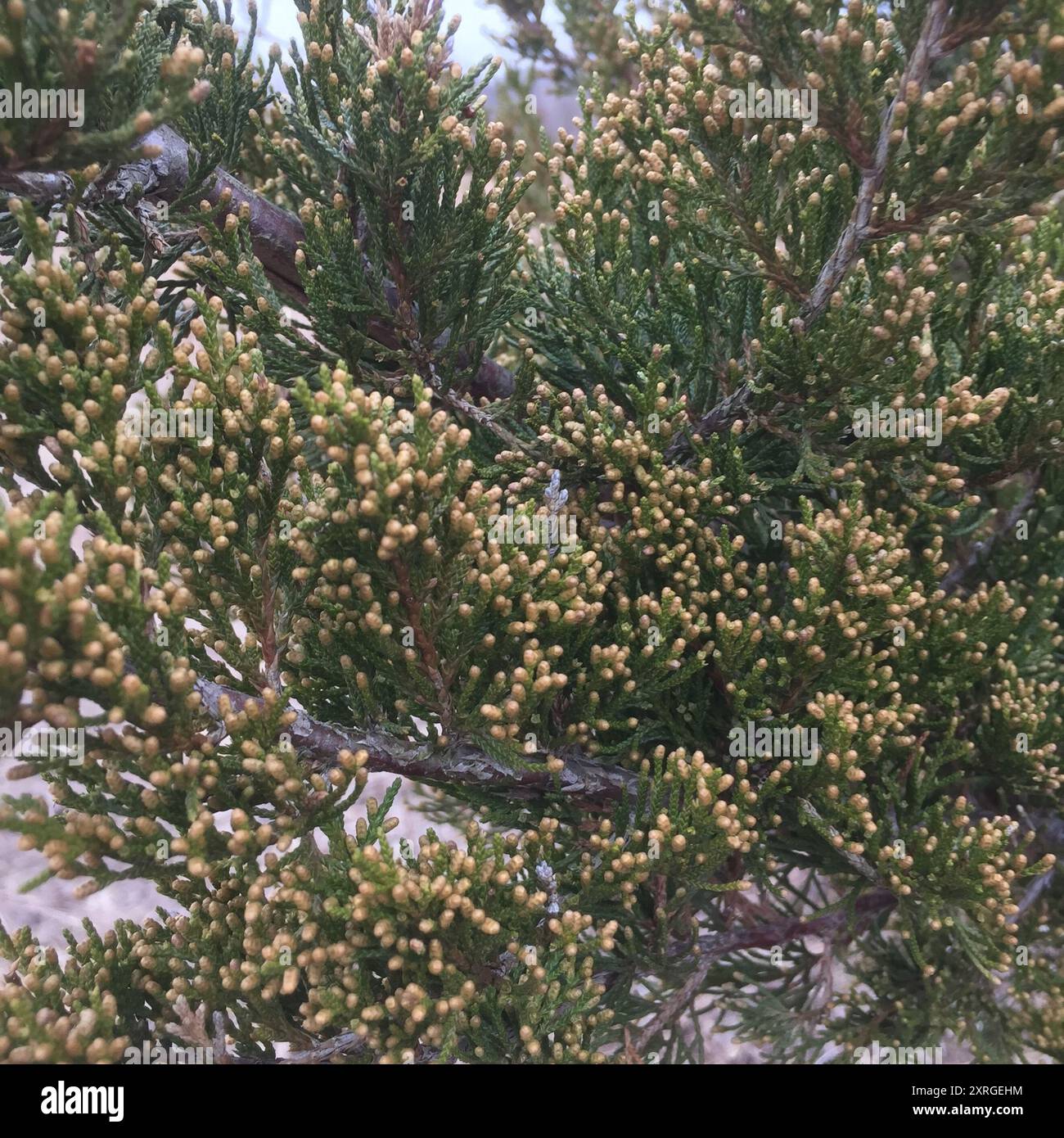 eastern redcedar (Juniperus virginiana) Plantae Stock Photo - Alamy