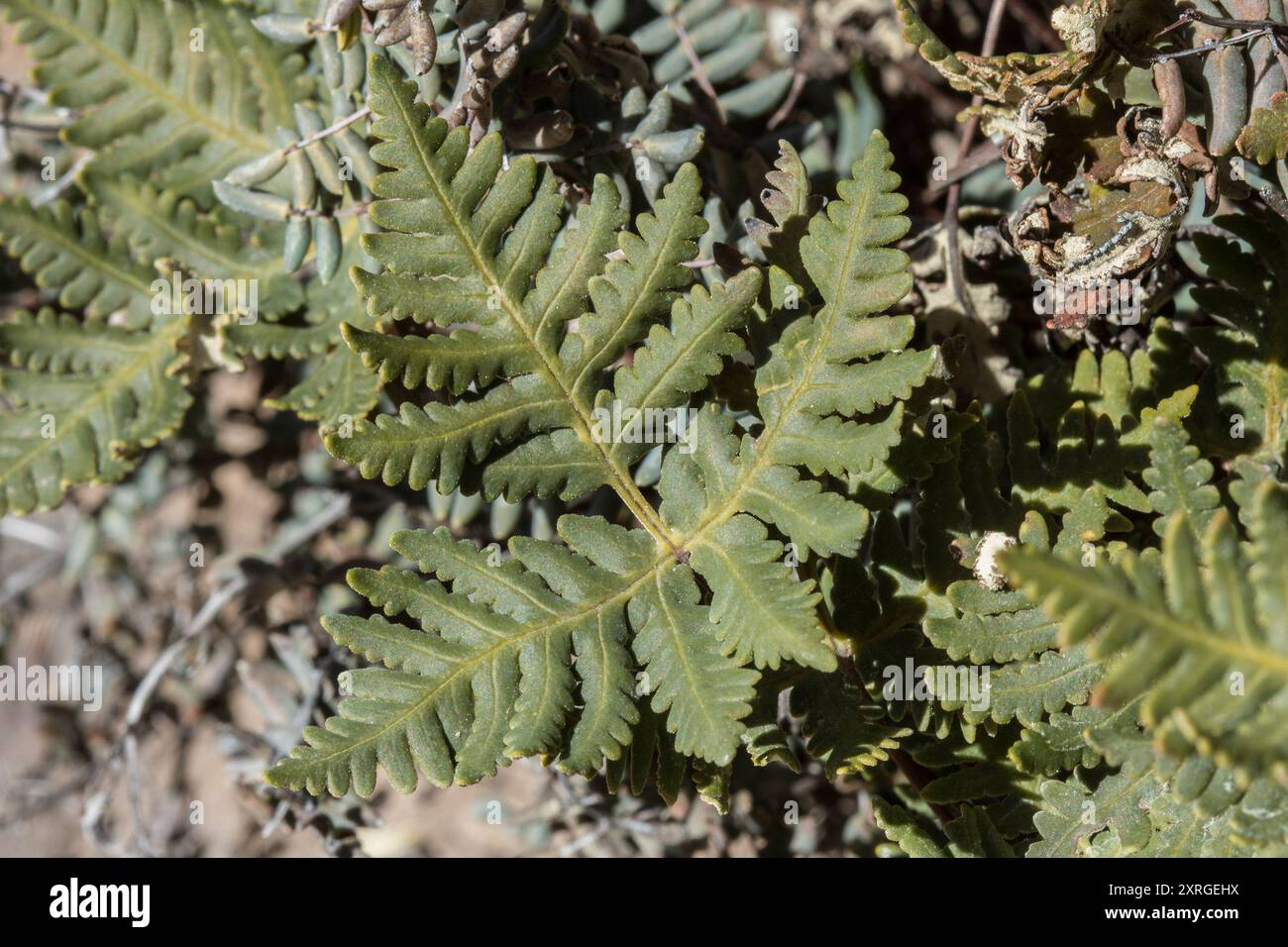 star cloak fern (Notholaena standleyi) Plantae Stock Photo - Alamy