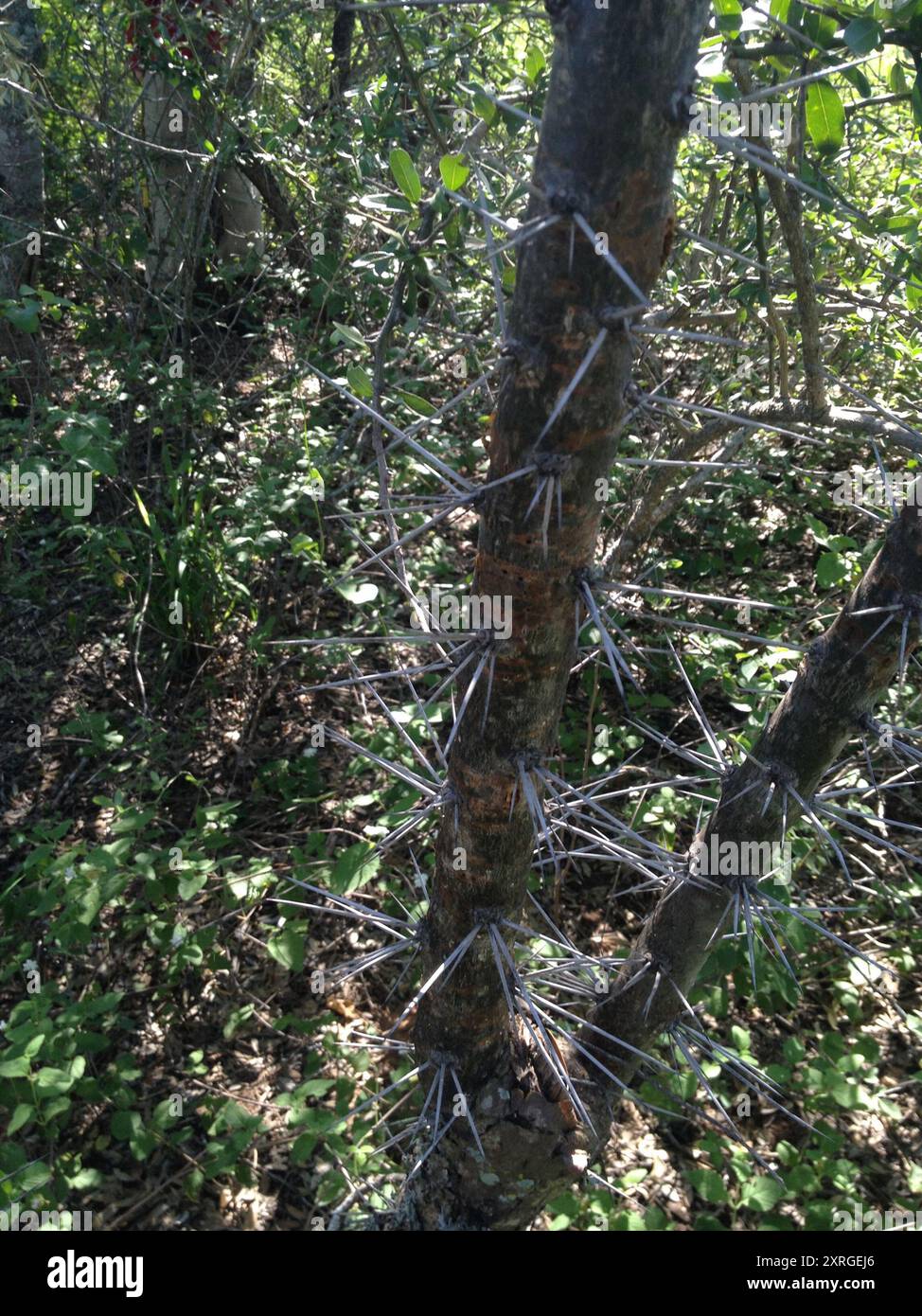 Sacharosa hi-res stock photography and images - Alamy