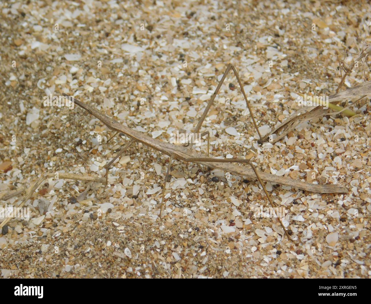 Neotropical Stick Grasshoppers (Proscopiidae) Insecta Stock Photo - Alamy