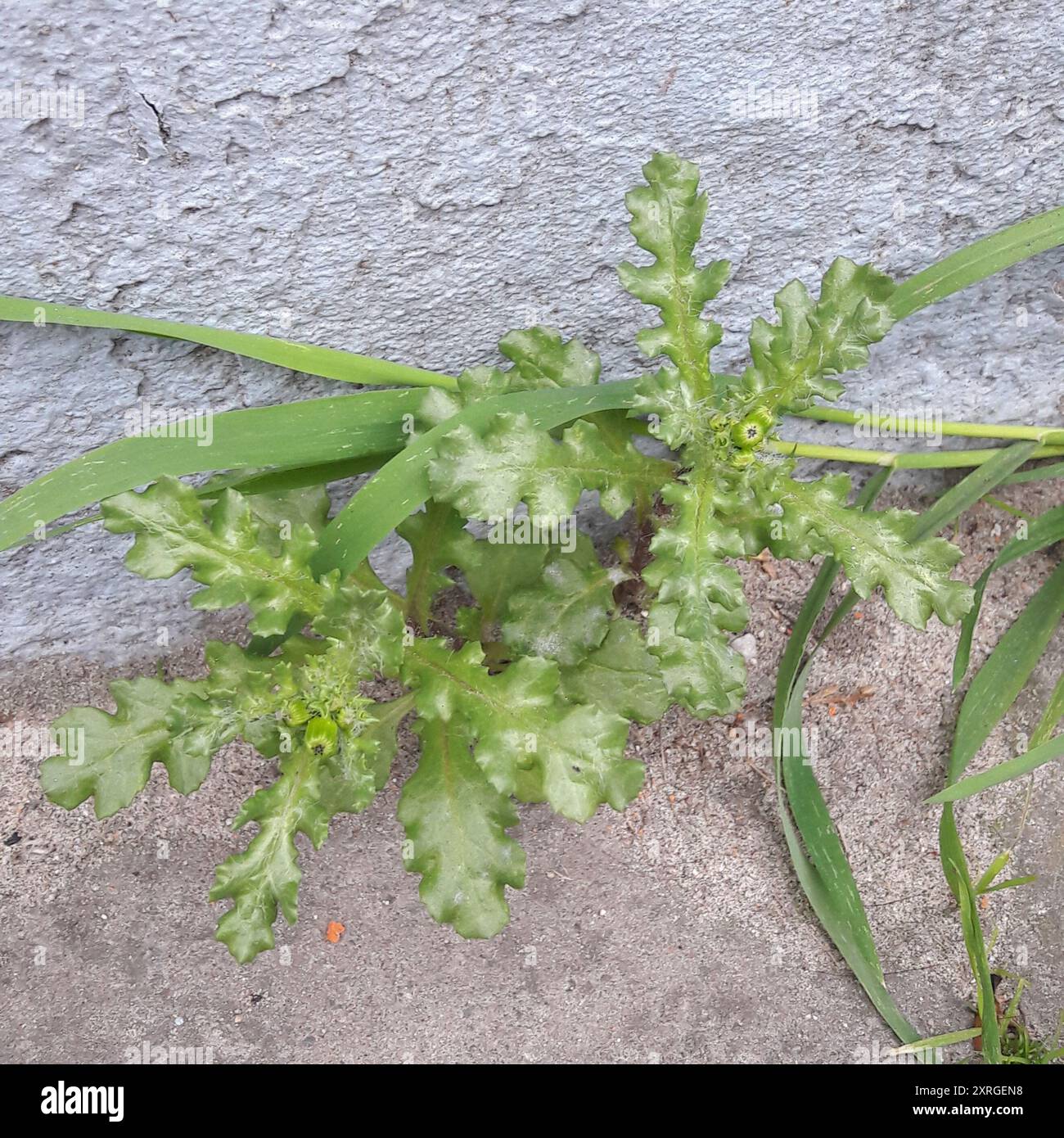 common groundsel (Senecio vulgaris) Plantae Stock Photo - Alamy