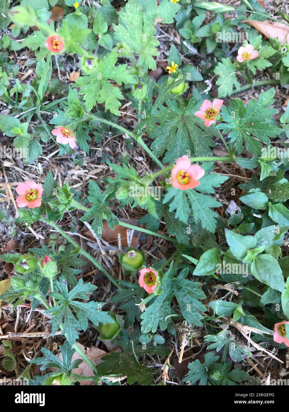 Carolina Bristlemallow (Modiola caroliniana) Plantae Stock Photo - Alamy