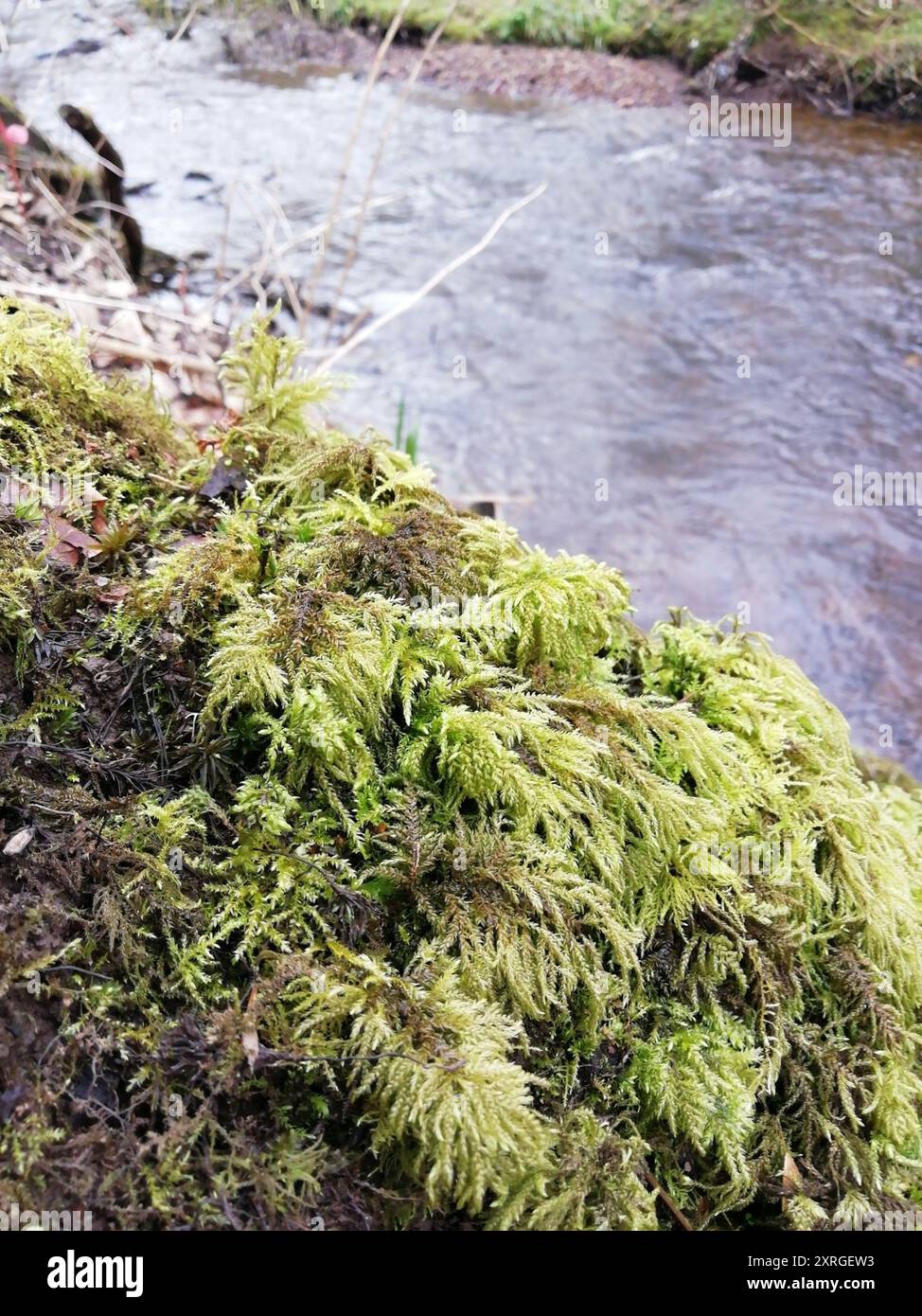 mosses (Bryophyta) Plantae Stock Photo - Alamy