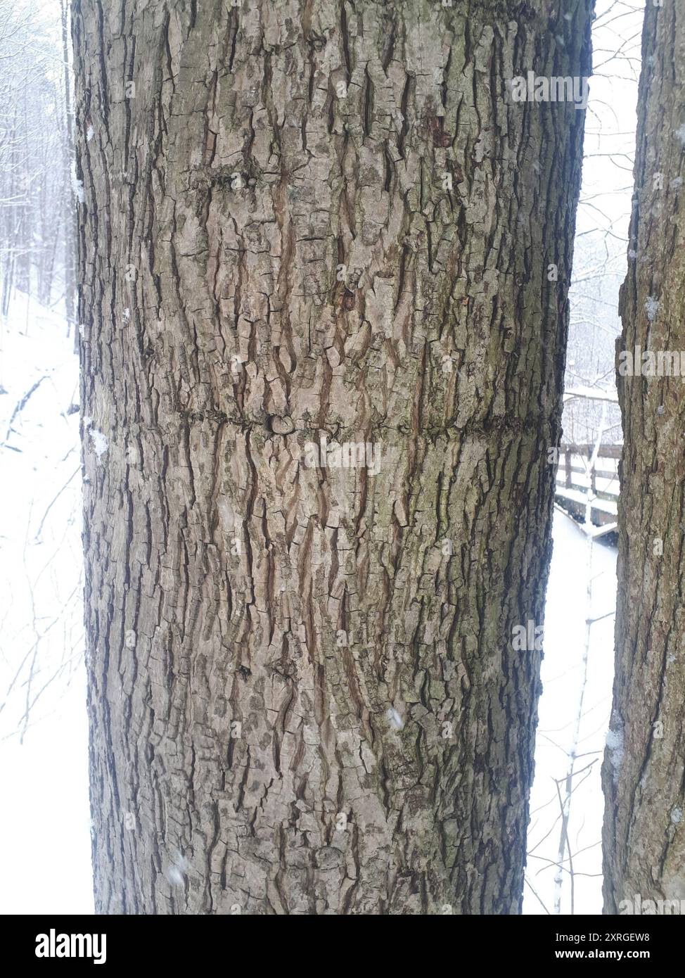 bitternut hickory (Carya cordiformis) Plantae Stock Photo - Alamy