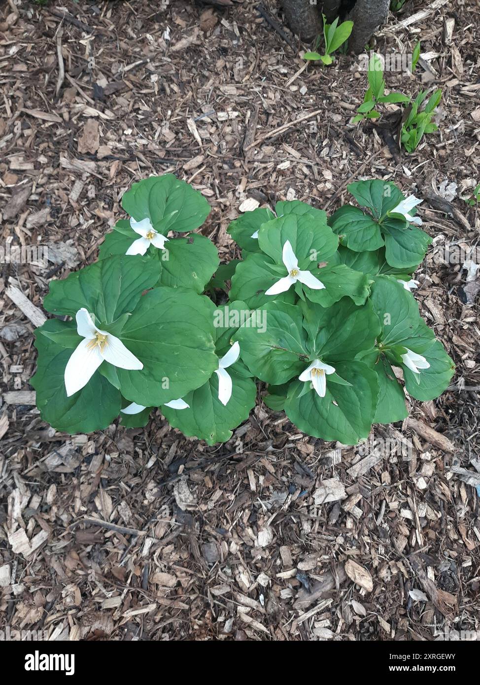 Pacific trillium (Trillium ovatum) Plantae Stock Photo - Alamy