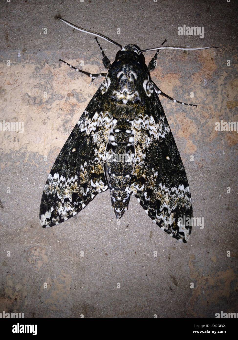 Rustic Sphinx (Manduca rustica) Insecta Stock Photo - Alamy