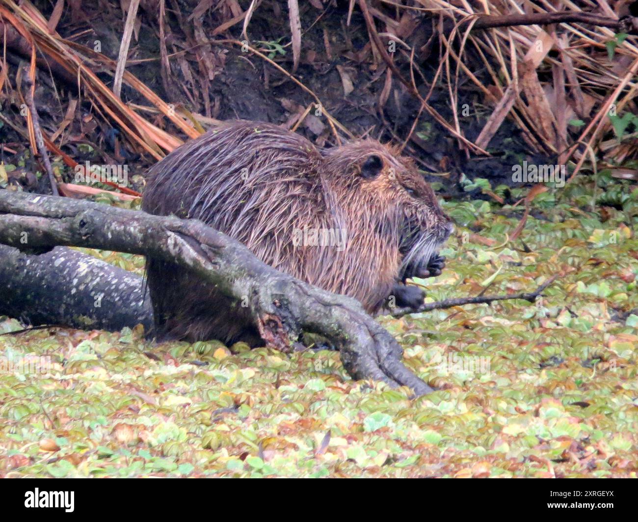 Coypu (Myocastor coypus) Mammalia Stock Photo - Alamy