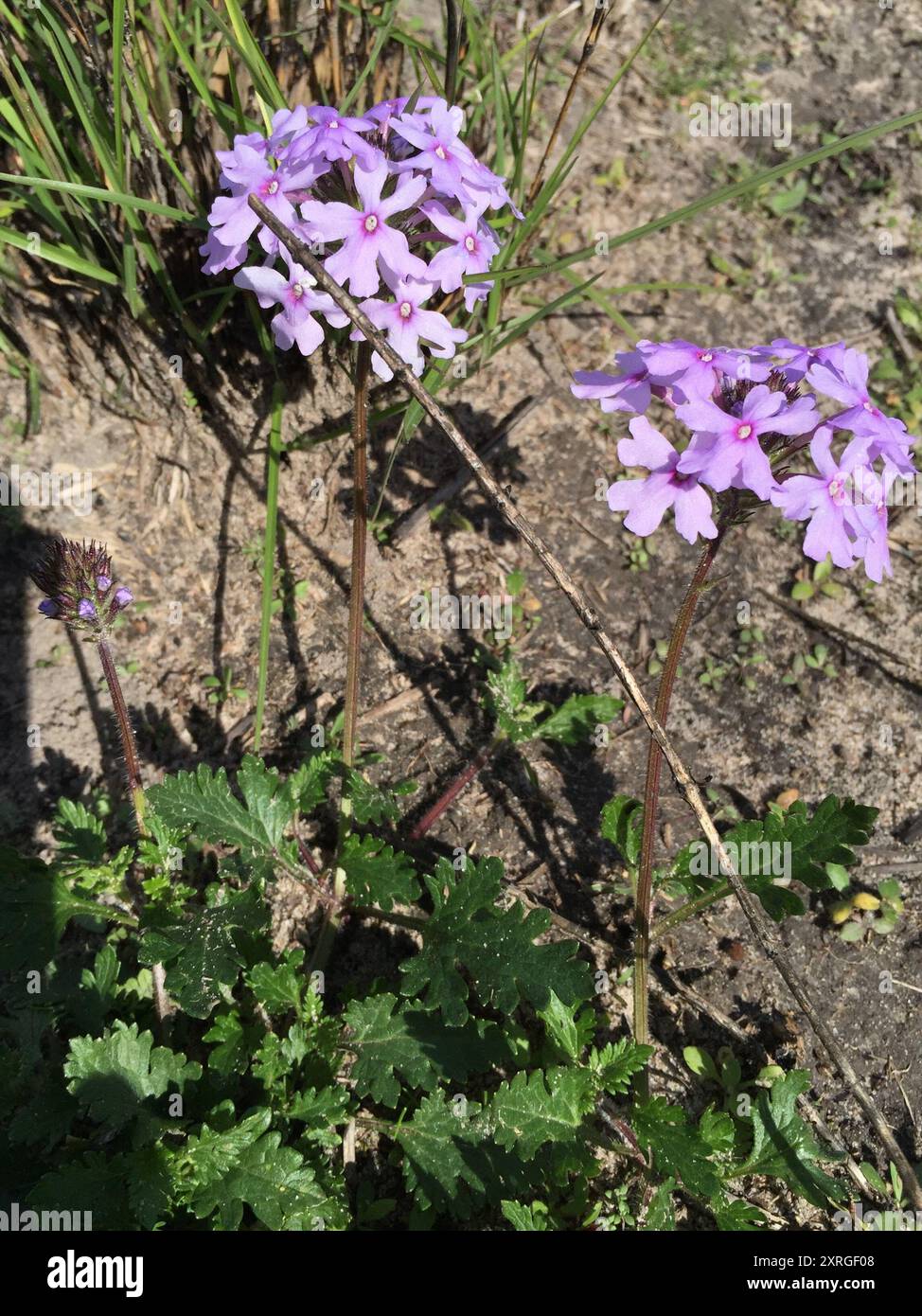 rose vervain (Glandularia canadensis) Plantae Stock Photo - Alamy