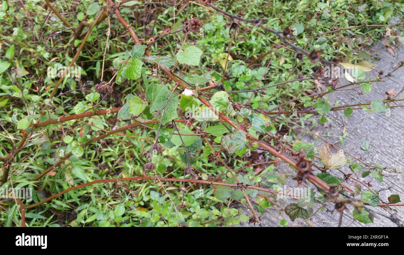 Caesar weed (Urena lobata) Plantae Stock Photo - Alamy