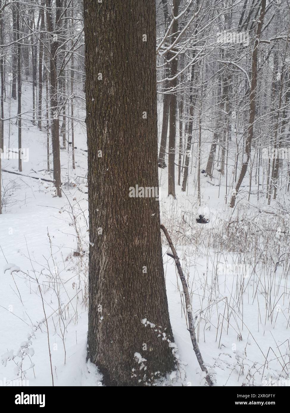 bitternut hickory (Carya cordiformis) Plantae Stock Photo - Alamy