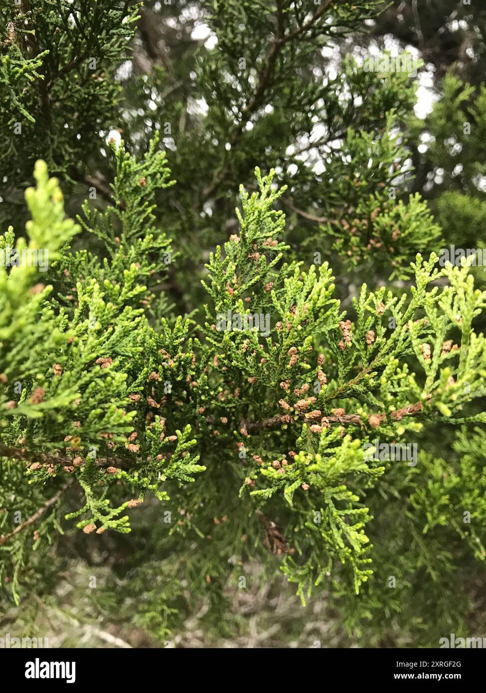 Ashe juniper (Juniperus ashei) Plantae Stock Photo - Alamy