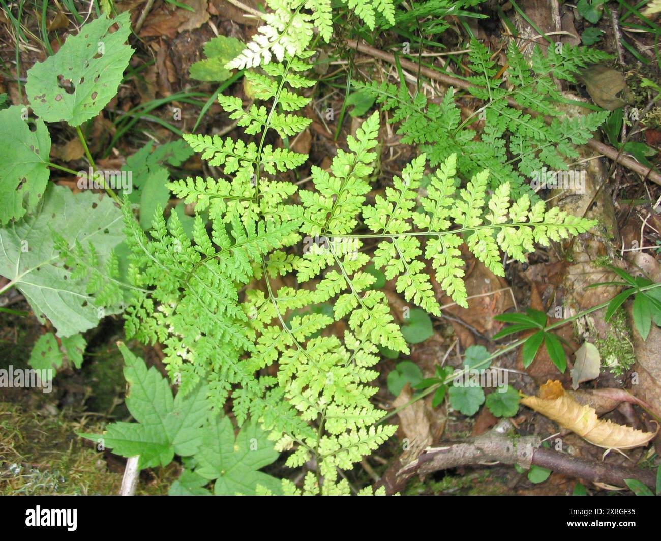Cystopteris montana fern hi-res stock photography and images - Alamy