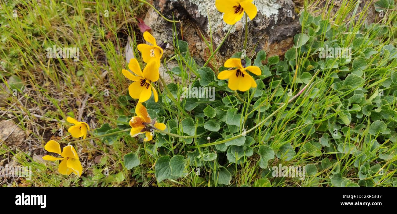 California Golden Violet (Viola pedunculata) Plantae Stock Photo - Alamy