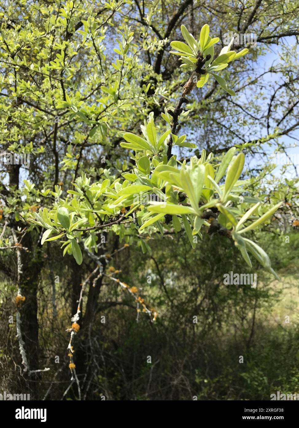 Gum bumelia (Sideroxylon lanuginosum) Plantae Stock Photo - Alamy