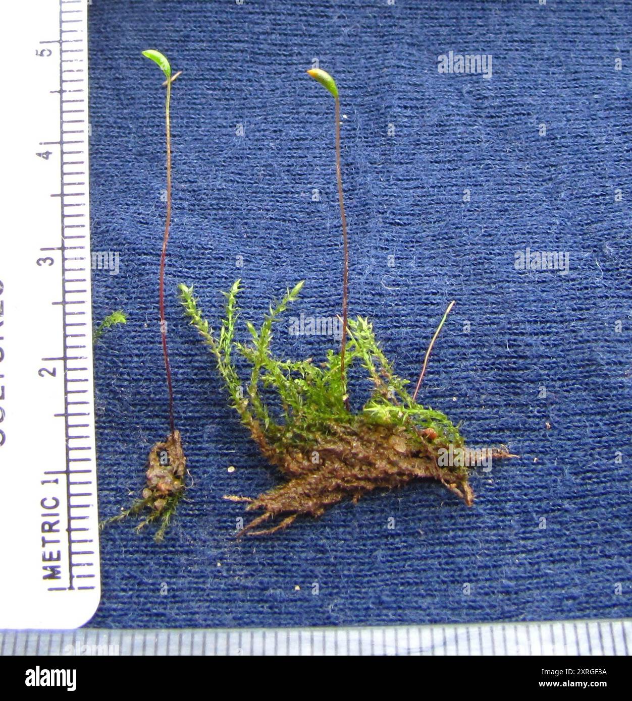 tangled thread moss (Hygroamblystegium varium) Plantae Stock Photo - Alamy