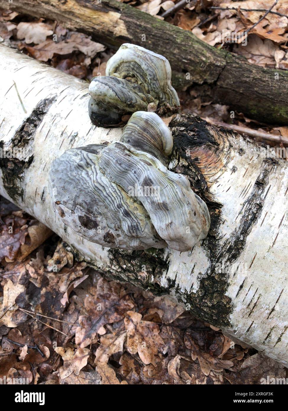 Hoof Fungus (Fomes fomentarius) Fungi Stock Photo - Alamy
