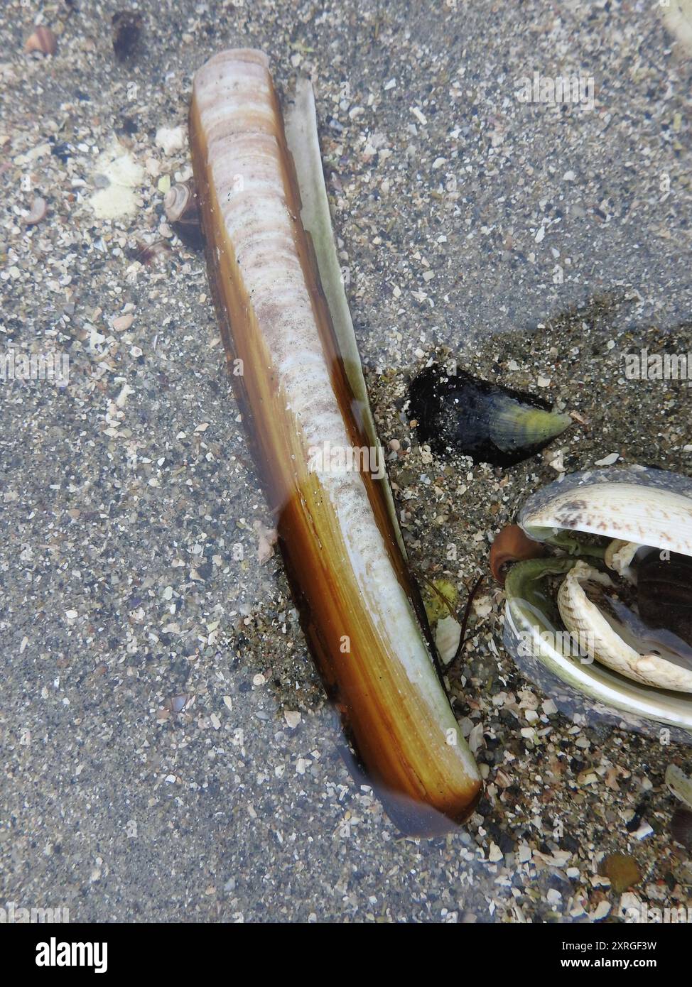 Ensis magnus hi-res stock photography and images - Alamy