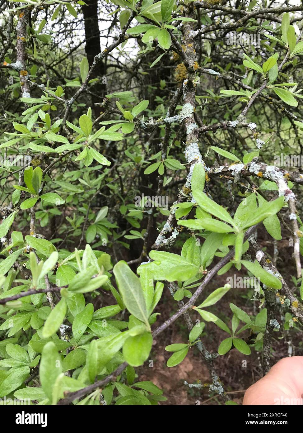Gum bumelia (Sideroxylon lanuginosum) Plantae Stock Photo - Alamy