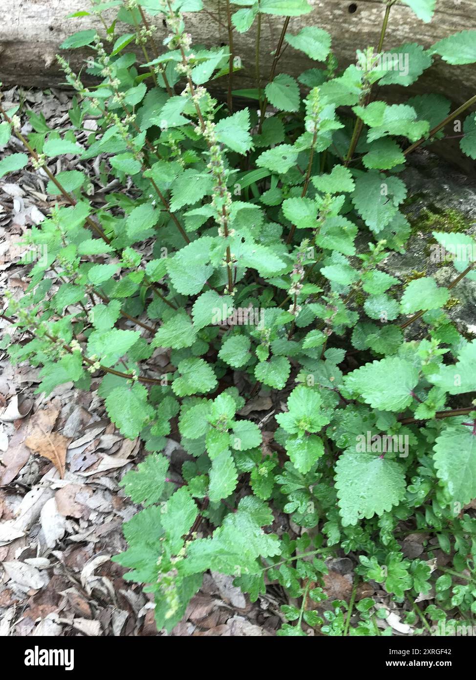 heartleaf nettle (Urtica chamaedryoides) Plantae Stock Photo - Alamy