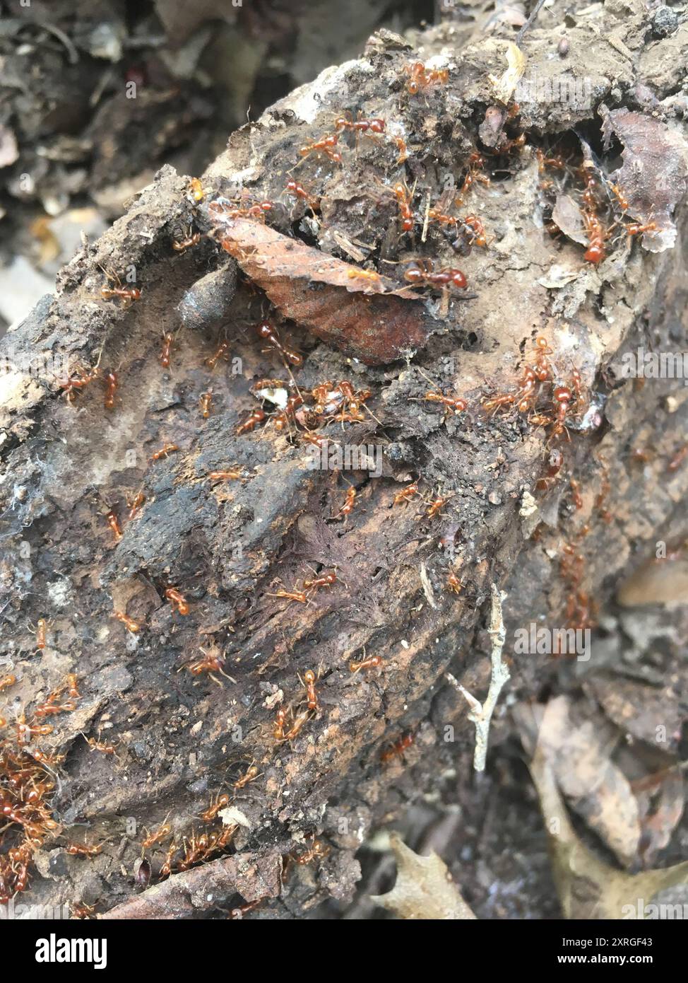 (Labidus coecus) Insecta Stock Photo - Alamy