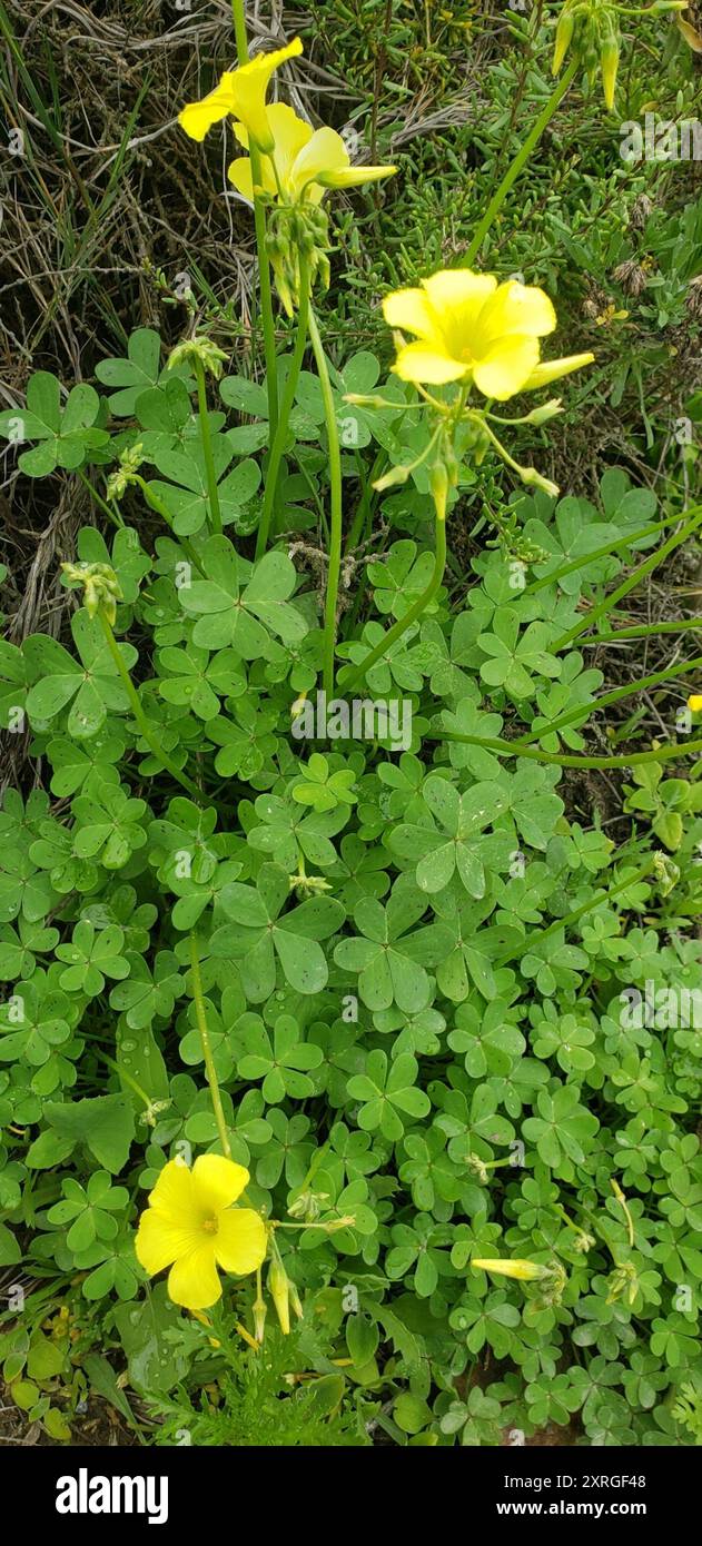 Bermuda buttercup (Oxalis pes-caprae) Plantae Stock Photo - Alamy
