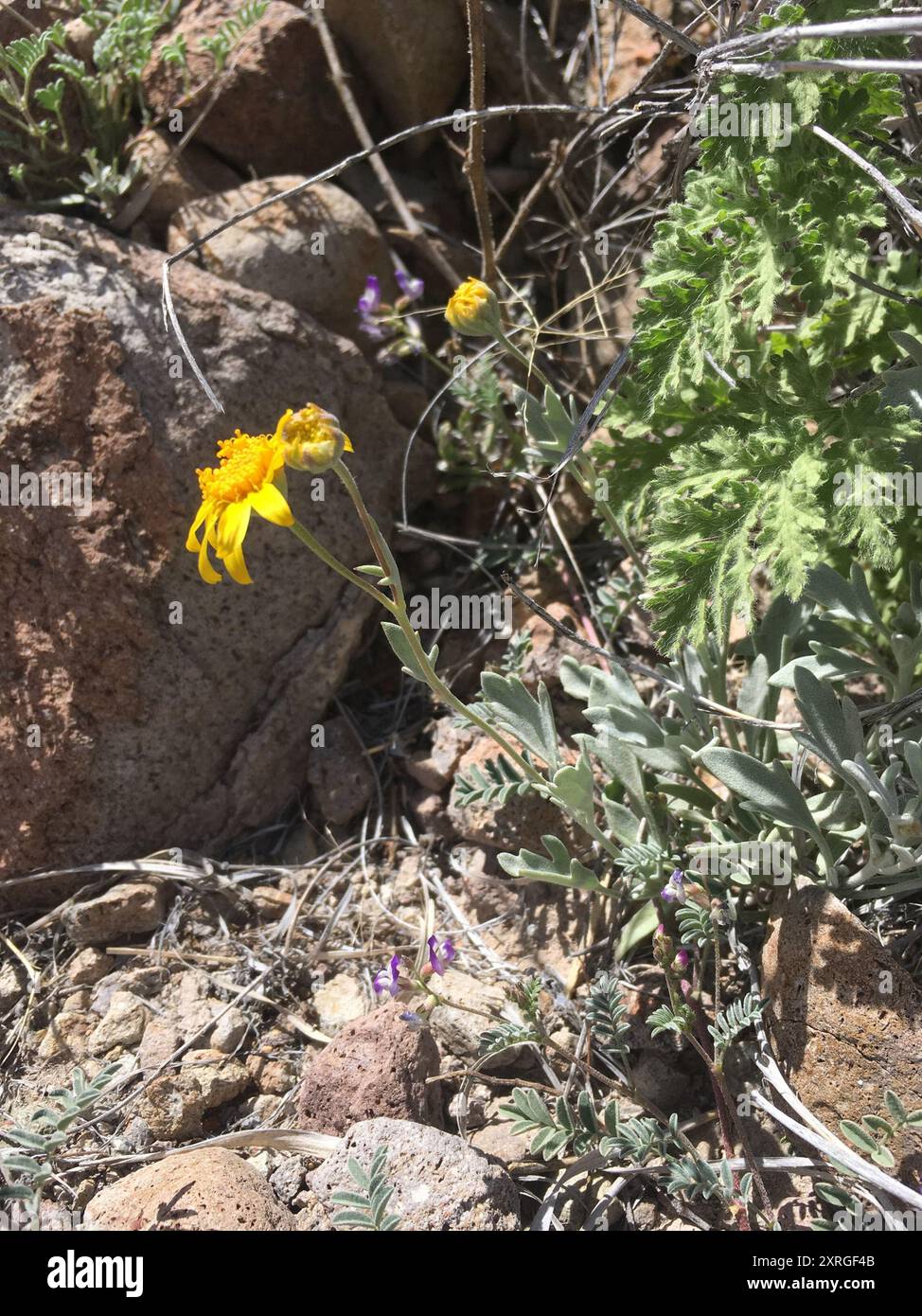 hairyseed bahia (Picradeniopsis absinthifolia) Plantae Stock Photo - Alamy