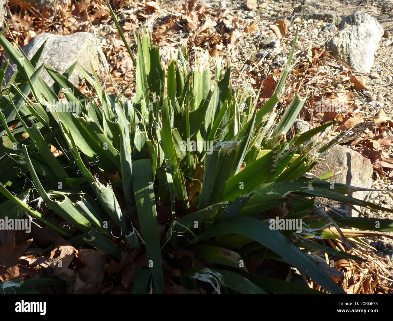 common yucca (Yucca filamentosa) Plantae Stock Photo - Alamy