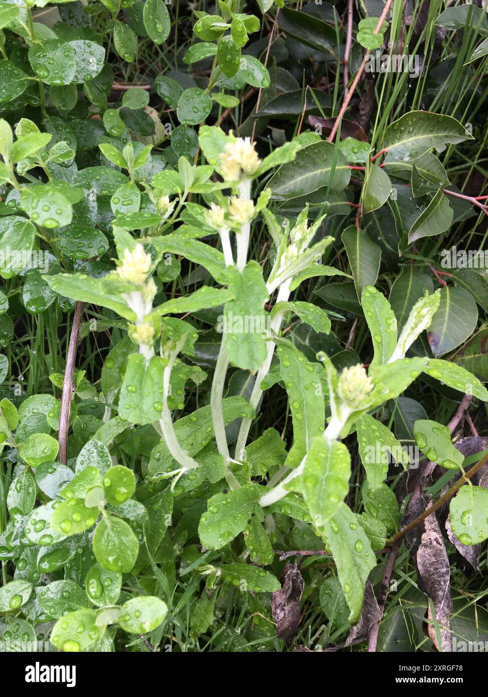 two-color rabbit tobacco (Pseudognaphalium biolettii) Plantae Stock ...
