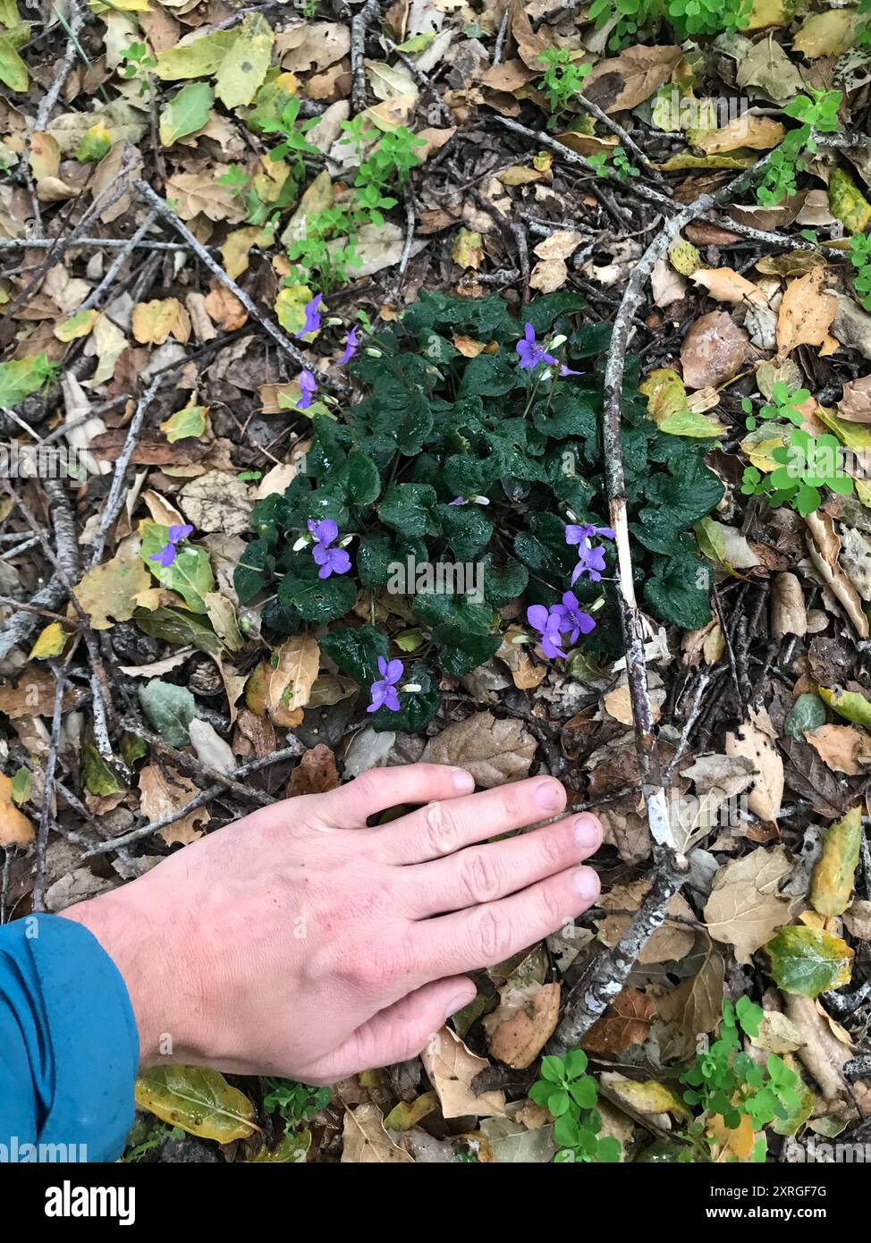 Section Viola (Viola) Plantae Stock Photo - Alamy