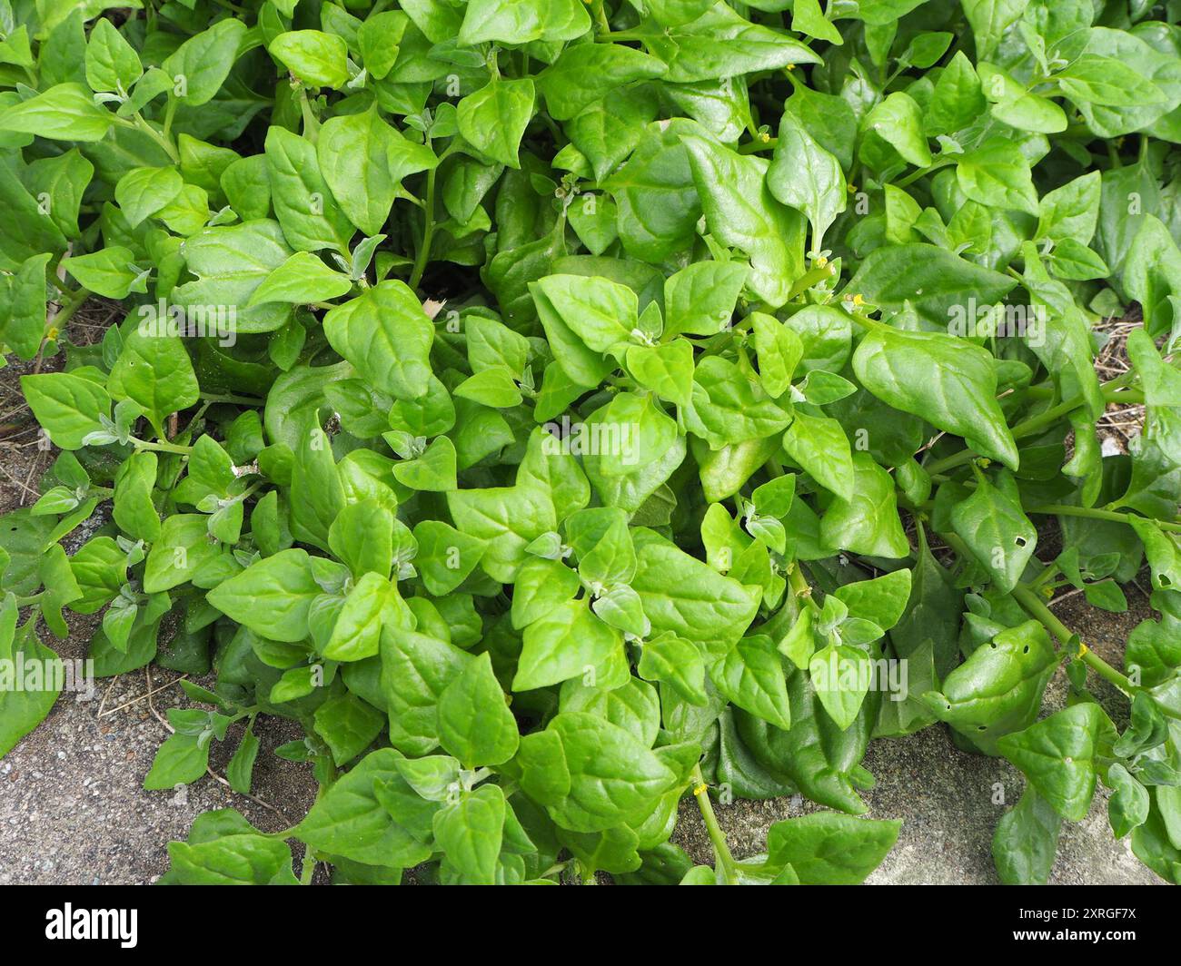 New Zealand Spinach (Tetragonia tetragonoides) Plantae Stock Photo - Alamy