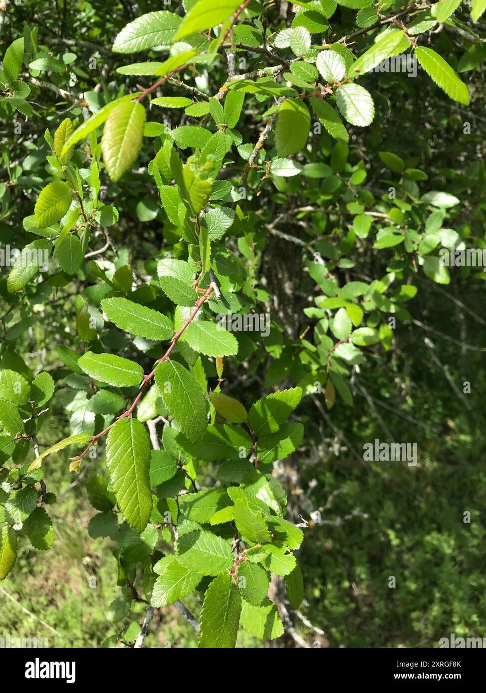 Cedar Elm (Ulmus crassifolia) Plantae Stock Photo - Alamy