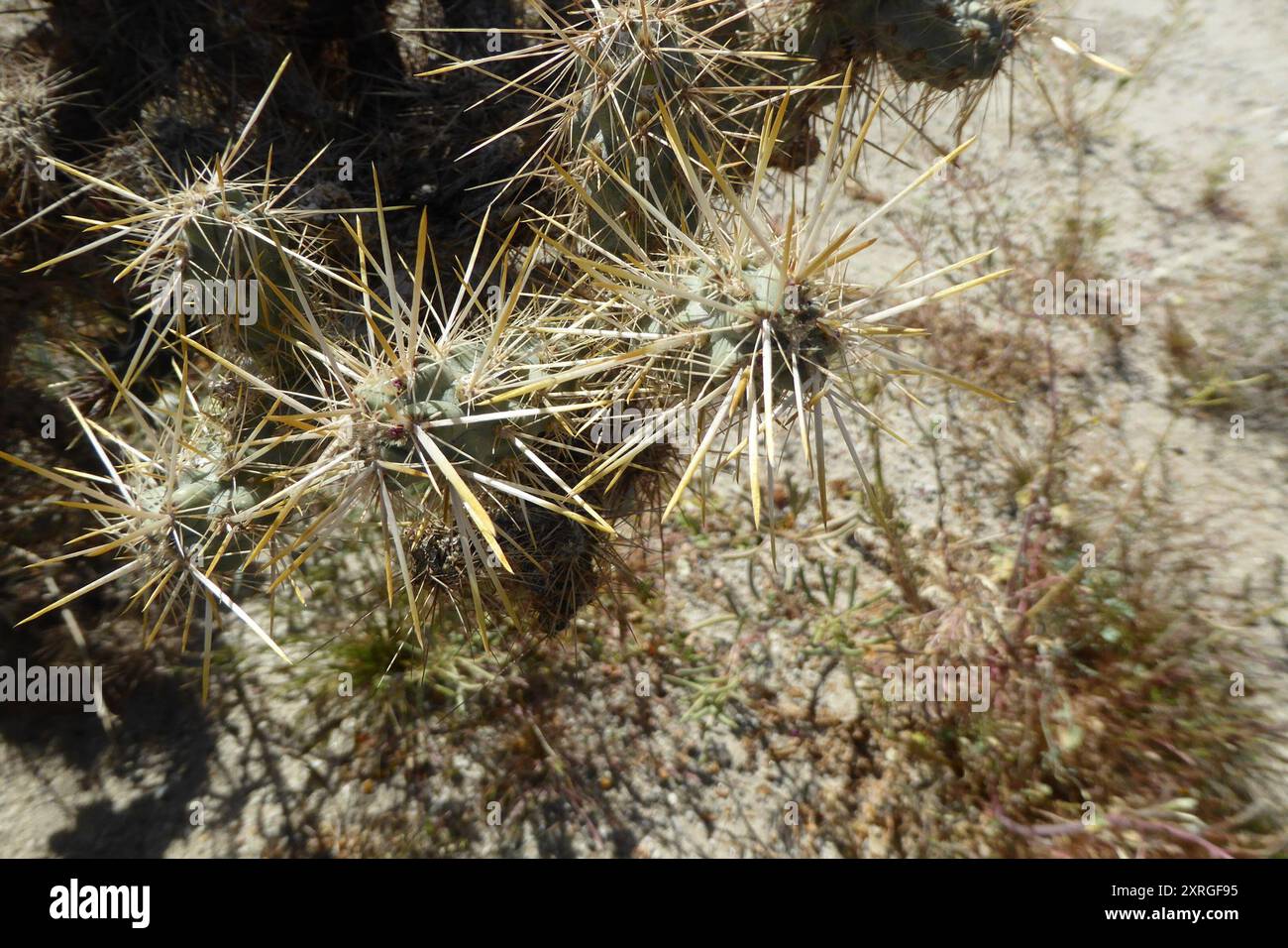 Silver Cholla (Cylindropuntia echinocarpa) Plantae Stock Photo - Alamy