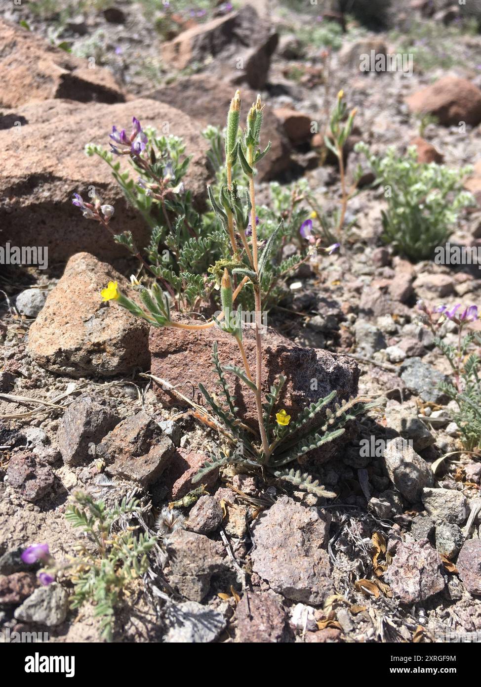Whitestem Blazingstar (Mentzelia albicaulis) Plantae Stock Photo - Alamy