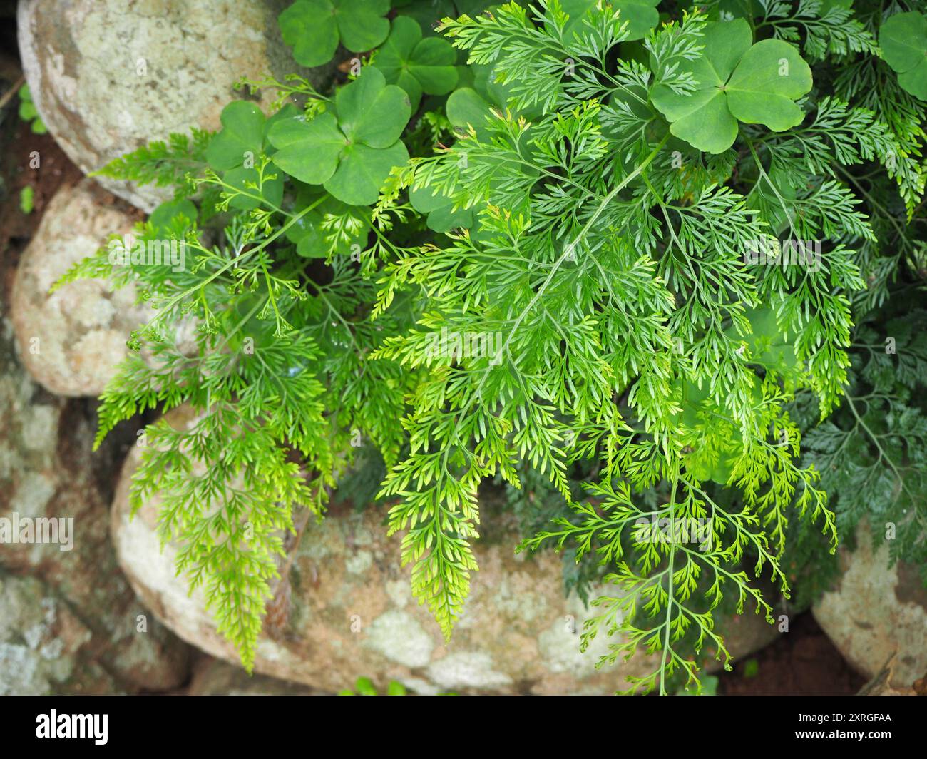 Sichuan lace (Onychium japonicum) Plantae Stock Photo - Alamy