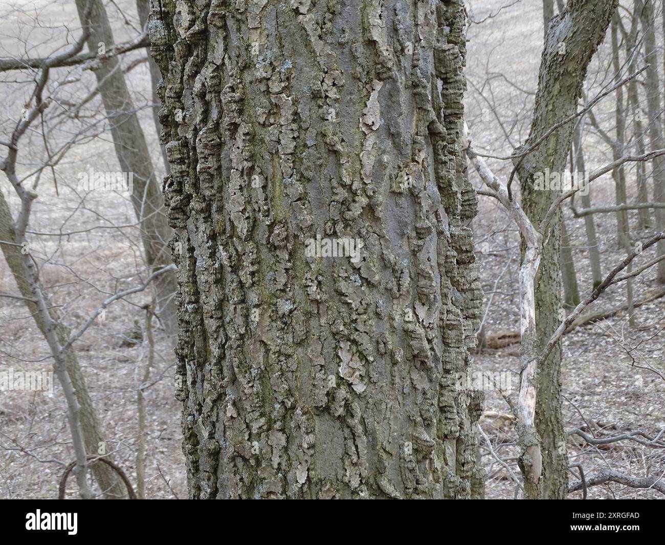 common hackberry (Celtis occidentalis) Plantae Stock Photo - Alamy