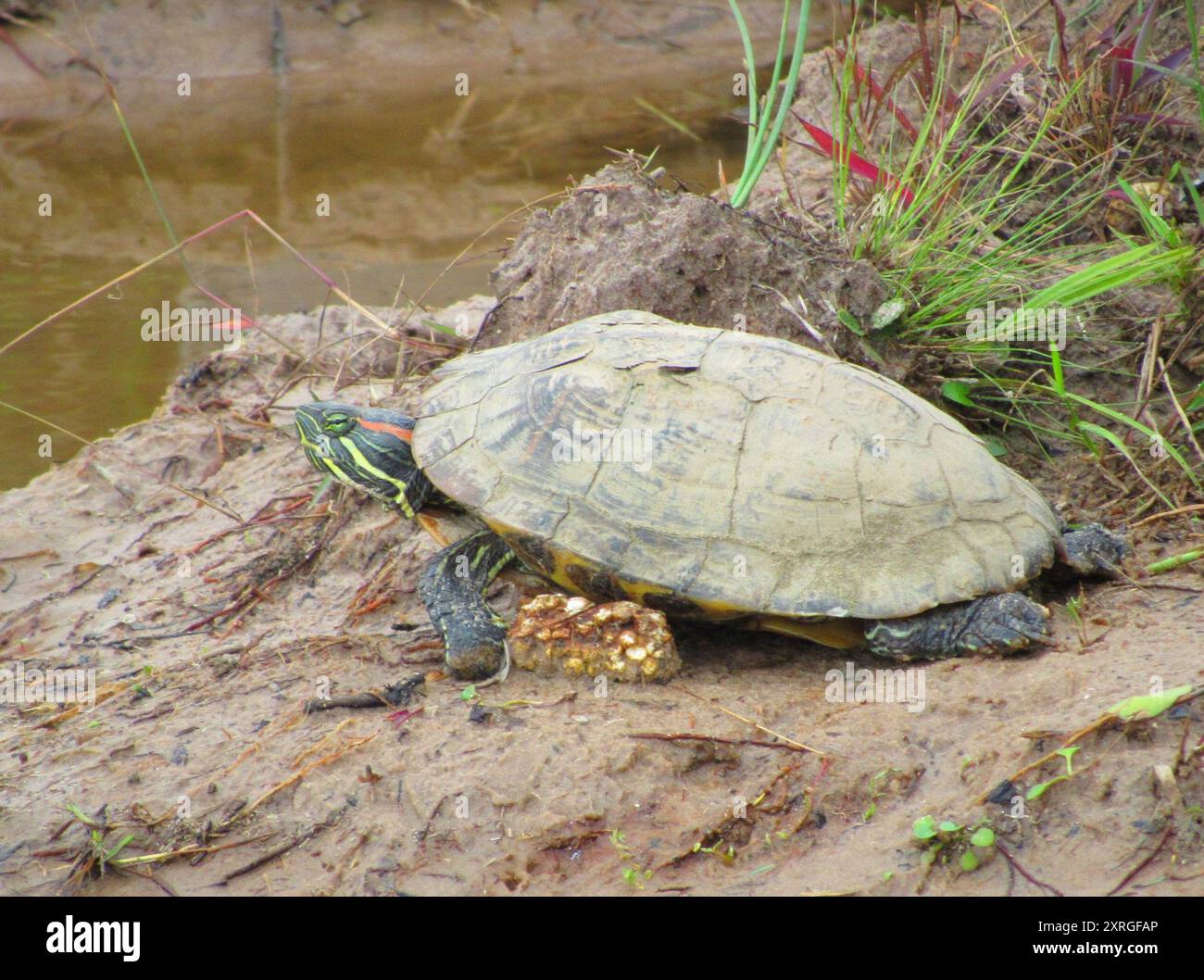Red-eared Slider (Trachemys scripta elegans) Reptilia Stock Photo - Alamy