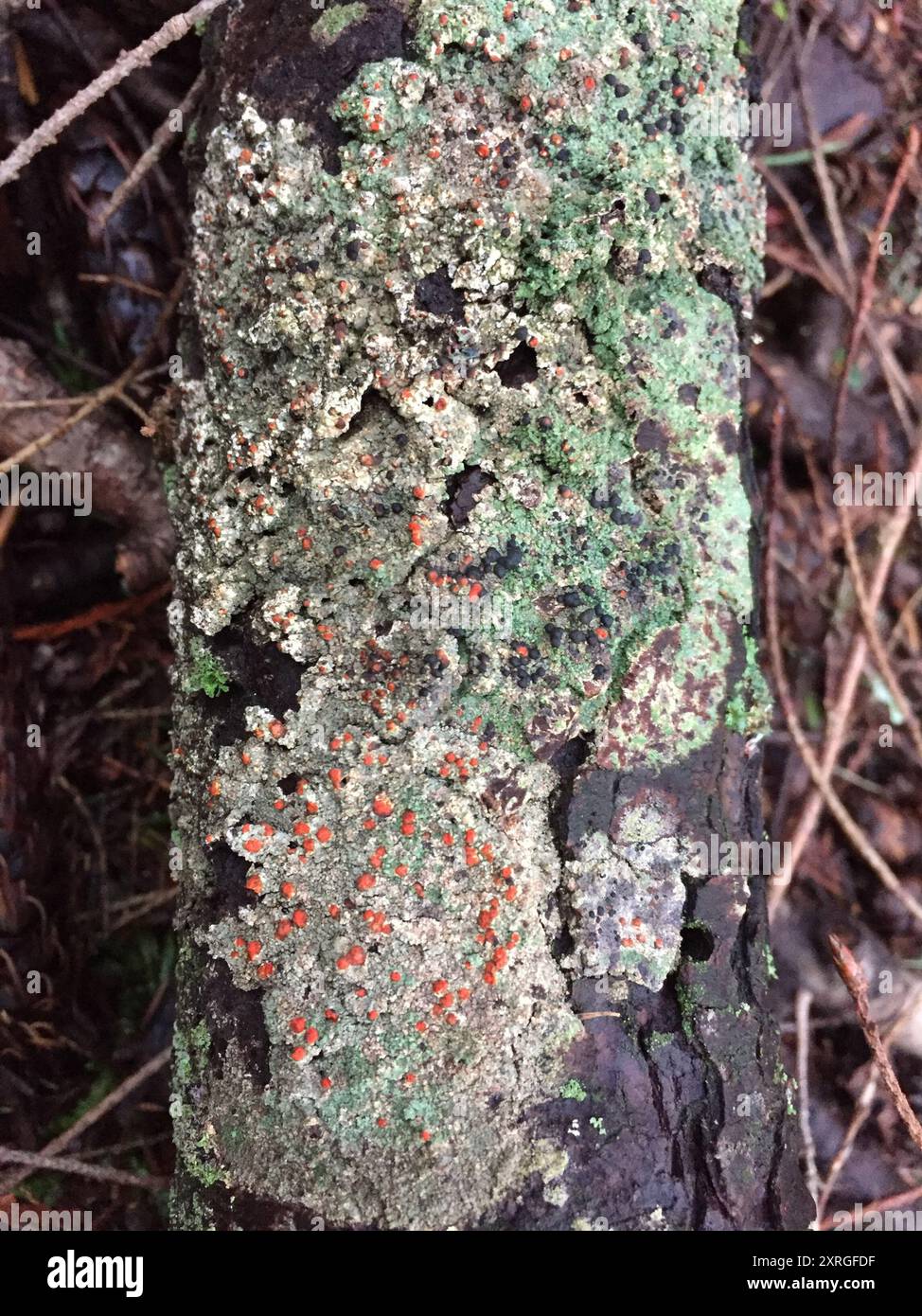 Shadowcrust Lichens (Hyperphyscia) Fungi Stock Photo - Alamy
