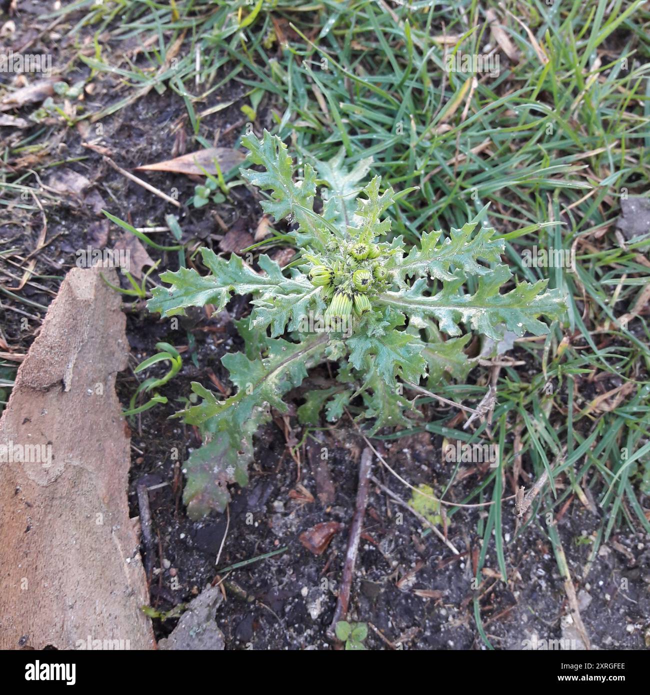 common groundsel (Senecio vulgaris) Plantae Stock Photo - Alamy