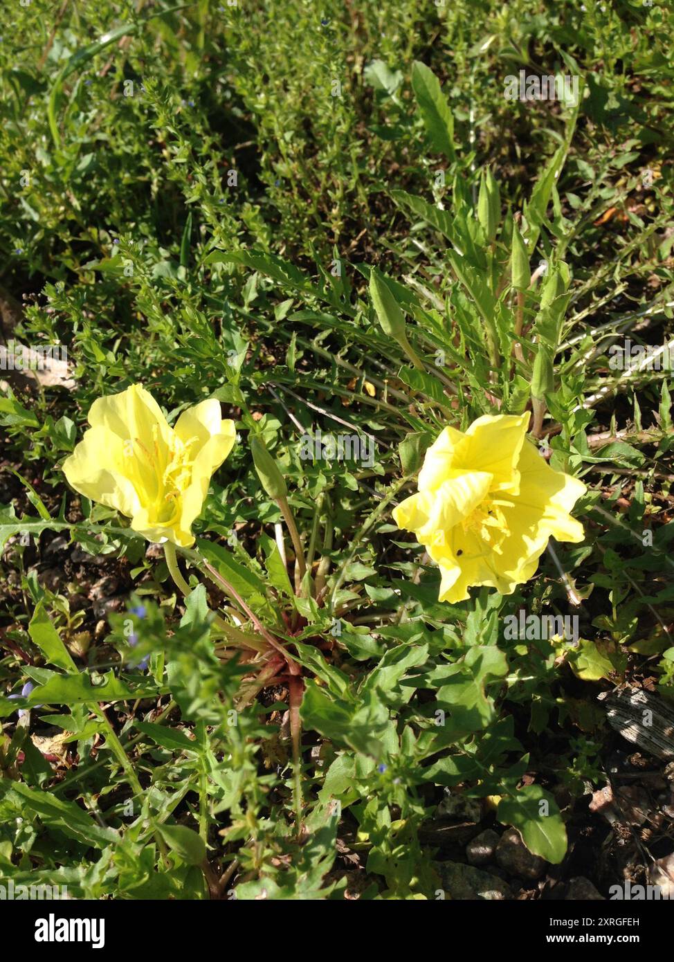 Stemless Evening Primrose (Oenothera triloba) Plantae Stock Photo - Alamy