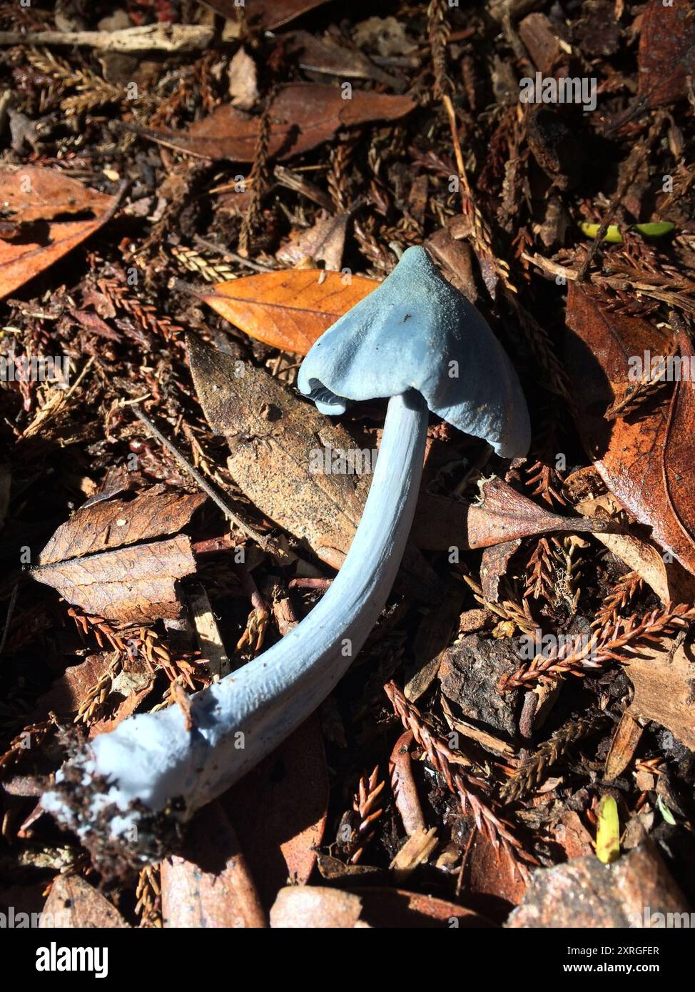 blue pinkgill (Entoloma hochstetteri) Fungi Stock Photo - Alamy