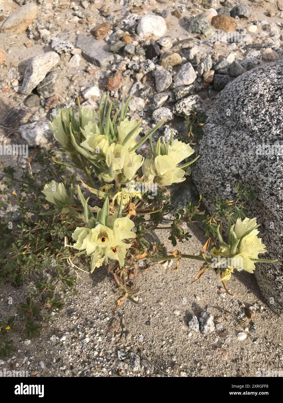 ghost flower (Mohavea confertiflora) Plantae Stock Photo - Alamy