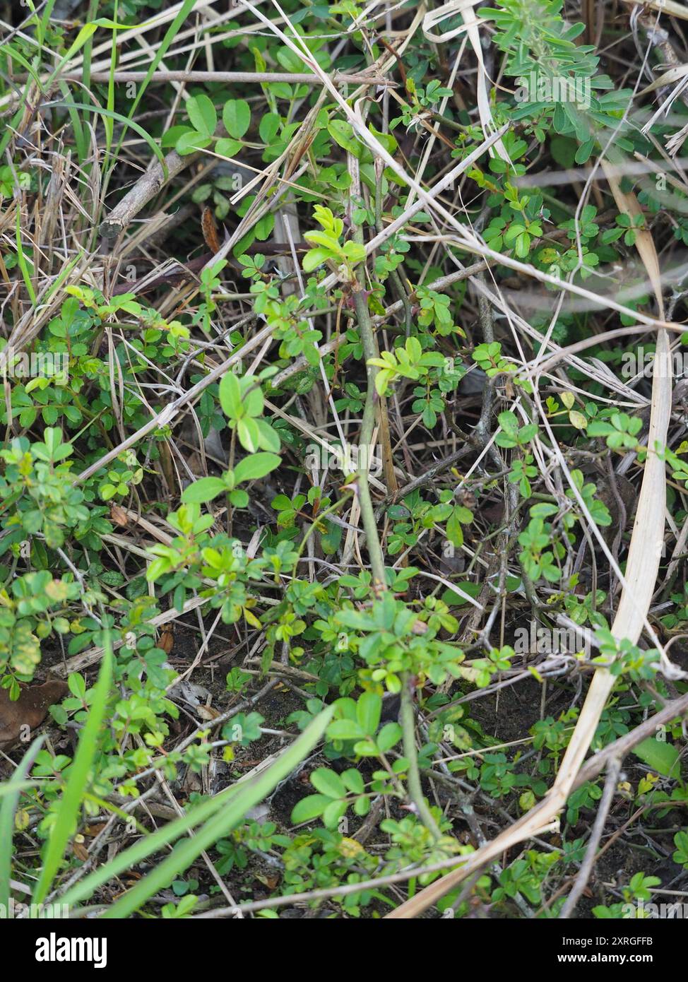 Macartney's rose (Rosa bracteata) Plantae Stock Photo - Alamy