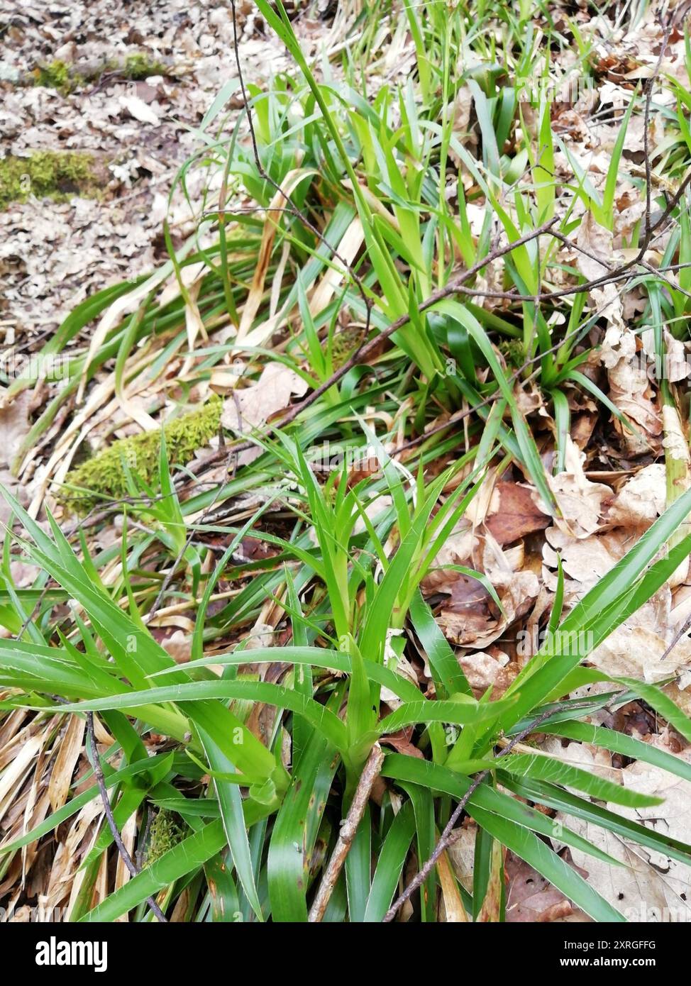 Great Woodrush (Luzula sylvatica) Plantae Stock Photo - Alamy