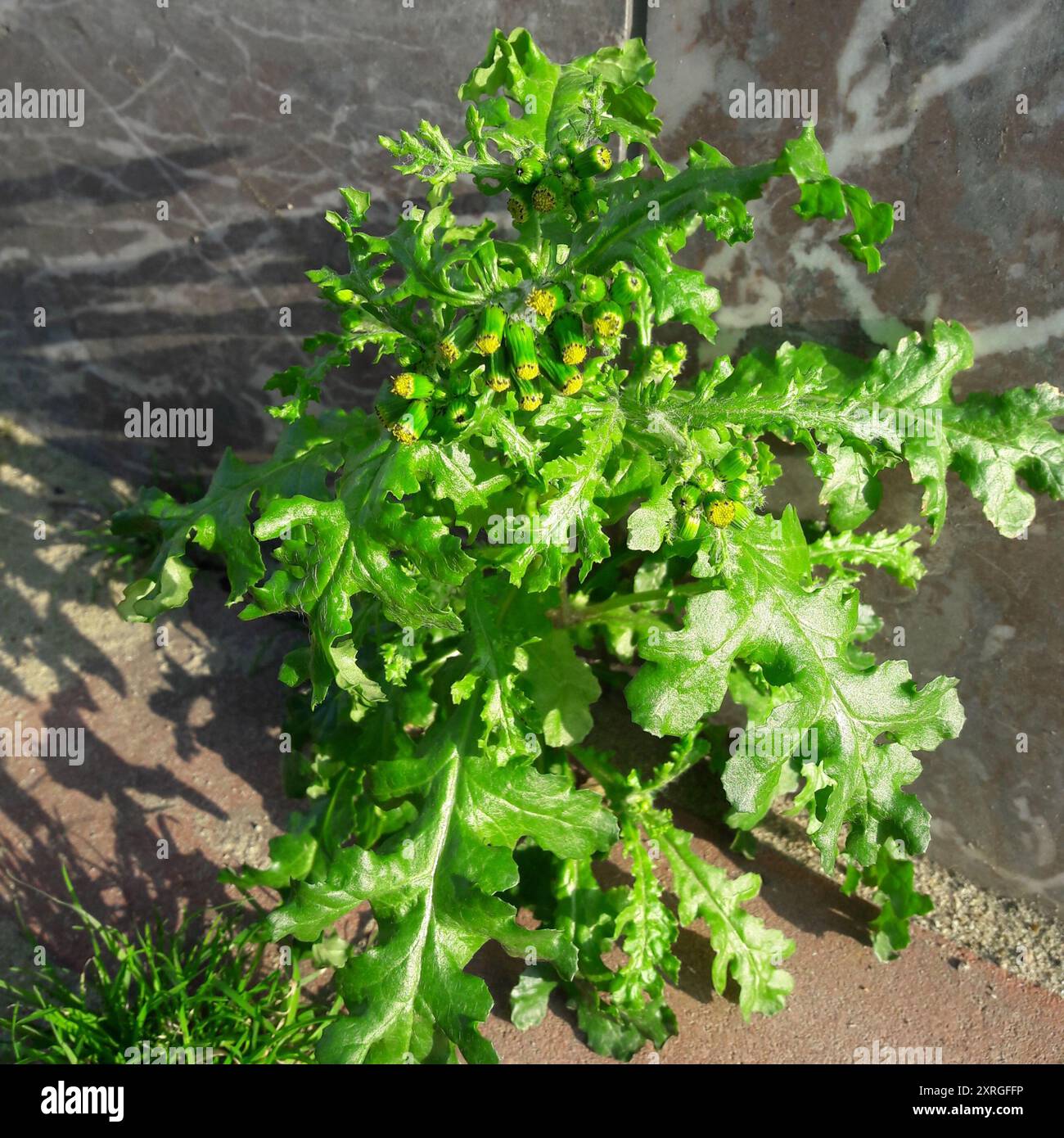 common groundsel (Senecio vulgaris) Plantae Stock Photo - Alamy