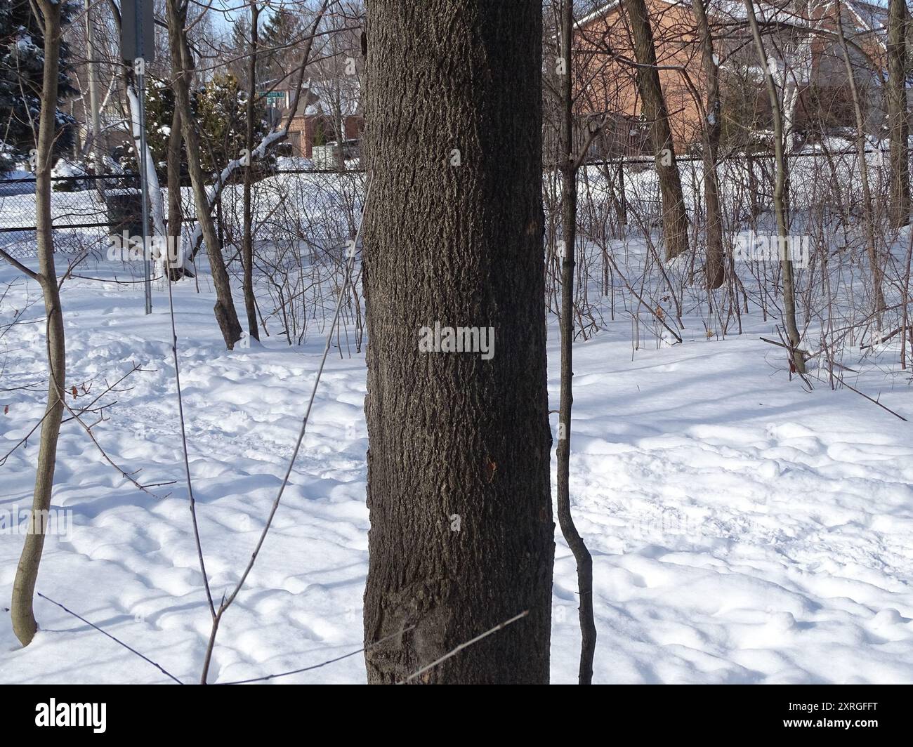 Norway maple (Acer platanoides) Plantae Stock Photo - Alamy